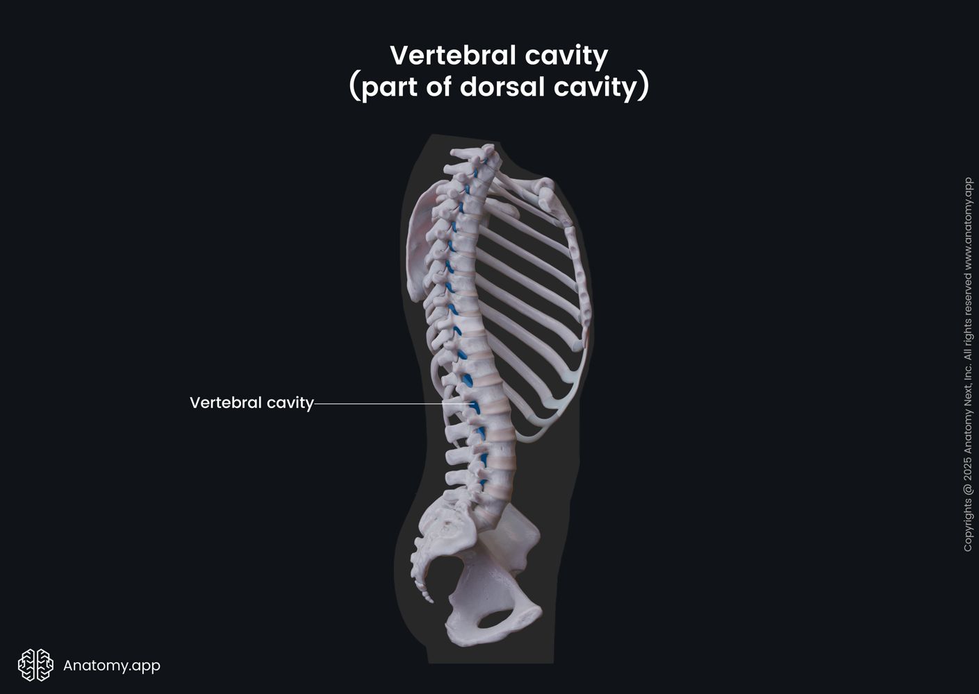 Anatomical terminology | Anatomy.app
