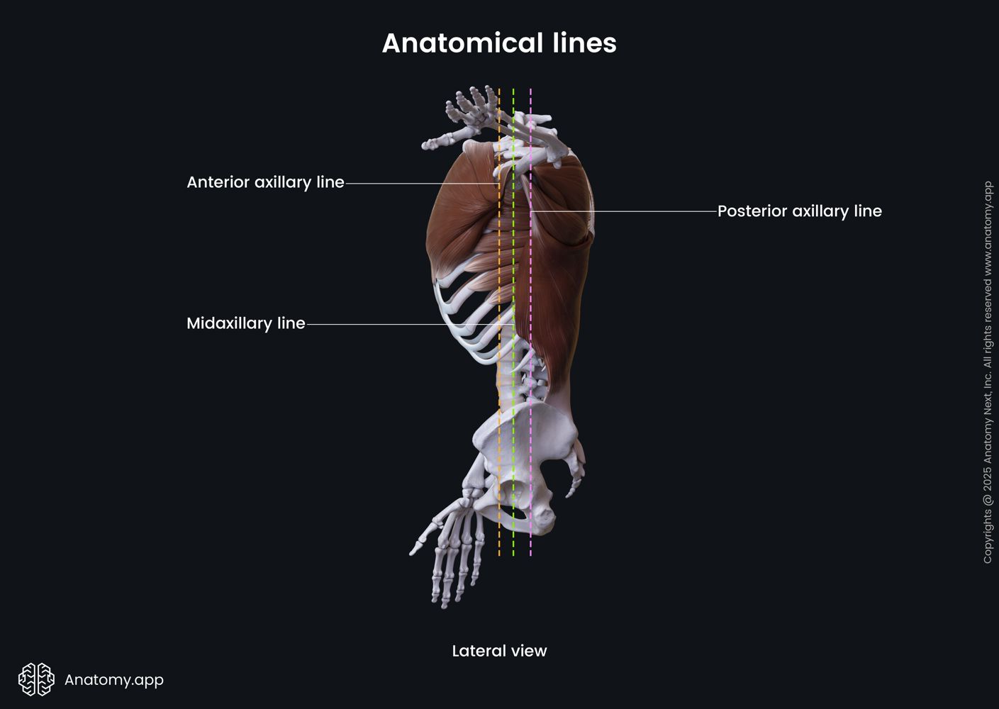 Anatomical terminology | Anatomy.app