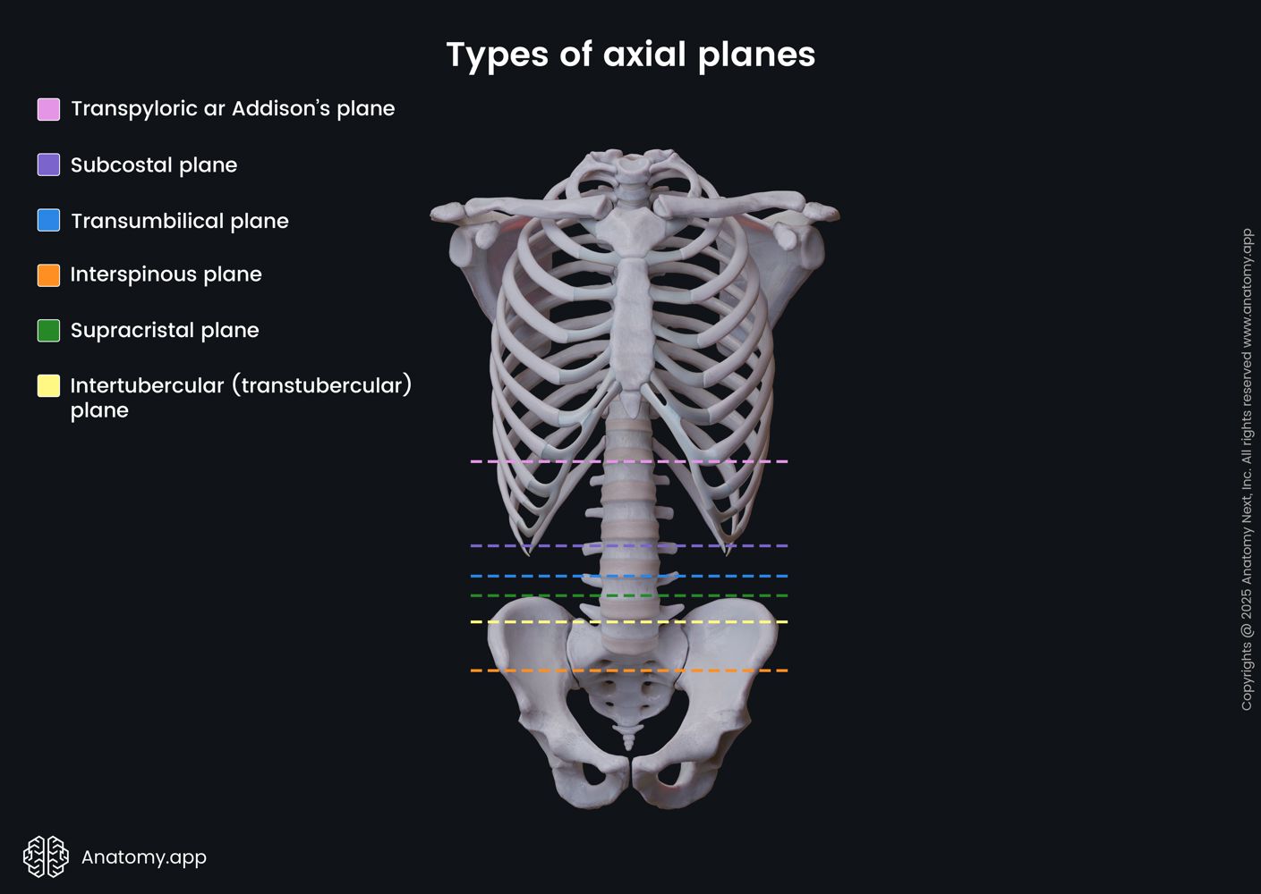 Anatomical terminology | Anatomy.app