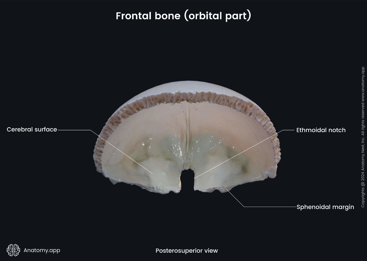 Frontal bone | Anatomy.app