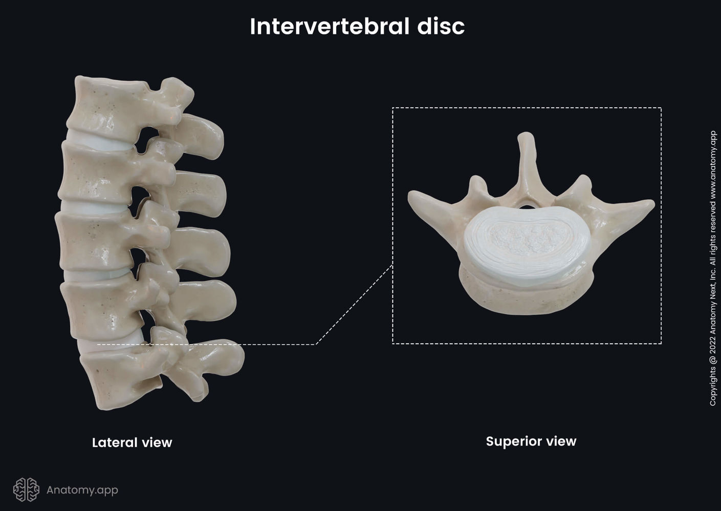 Intervertebral discs | Anatomy.app