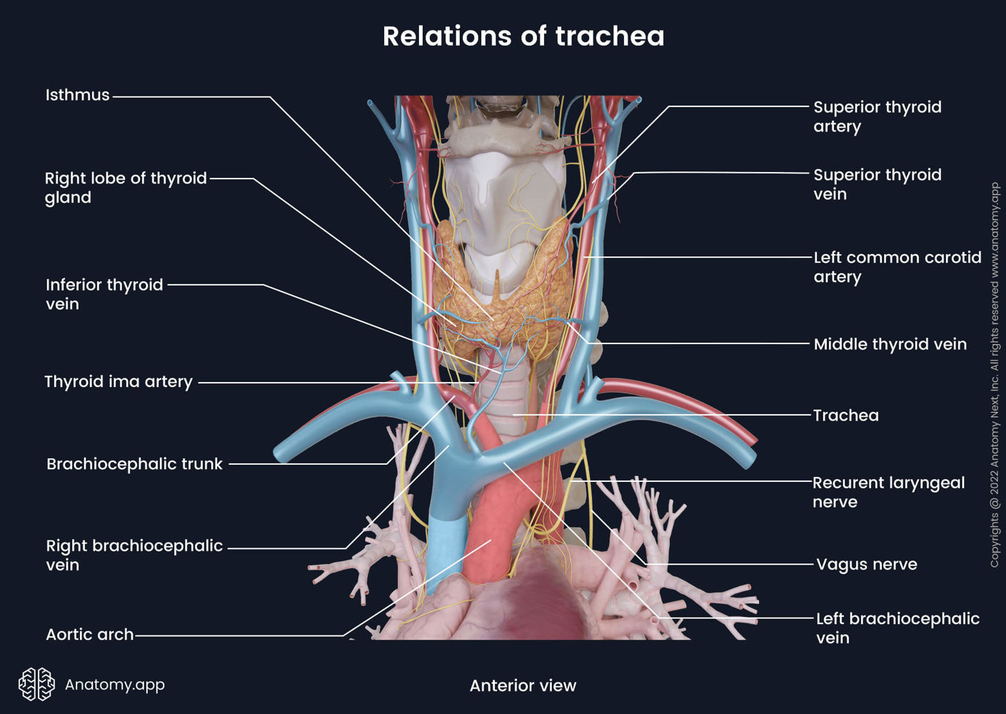 Trachea | Anatomy.app