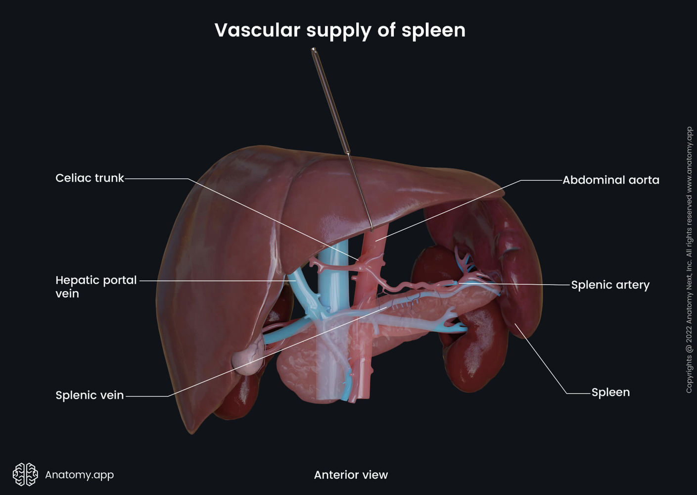 Spleen | Anatomy.app