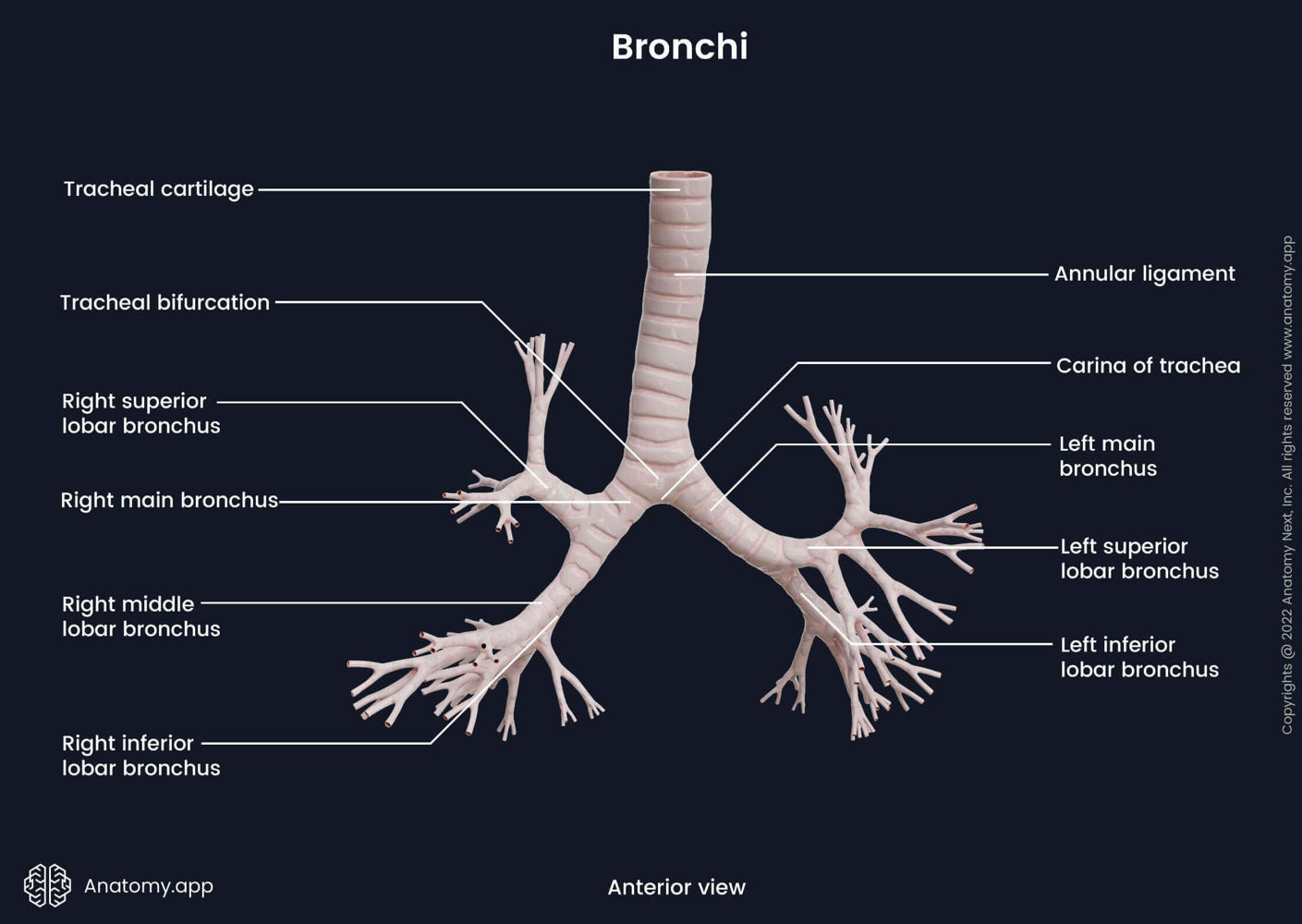 Bronchi | Anatomy.app