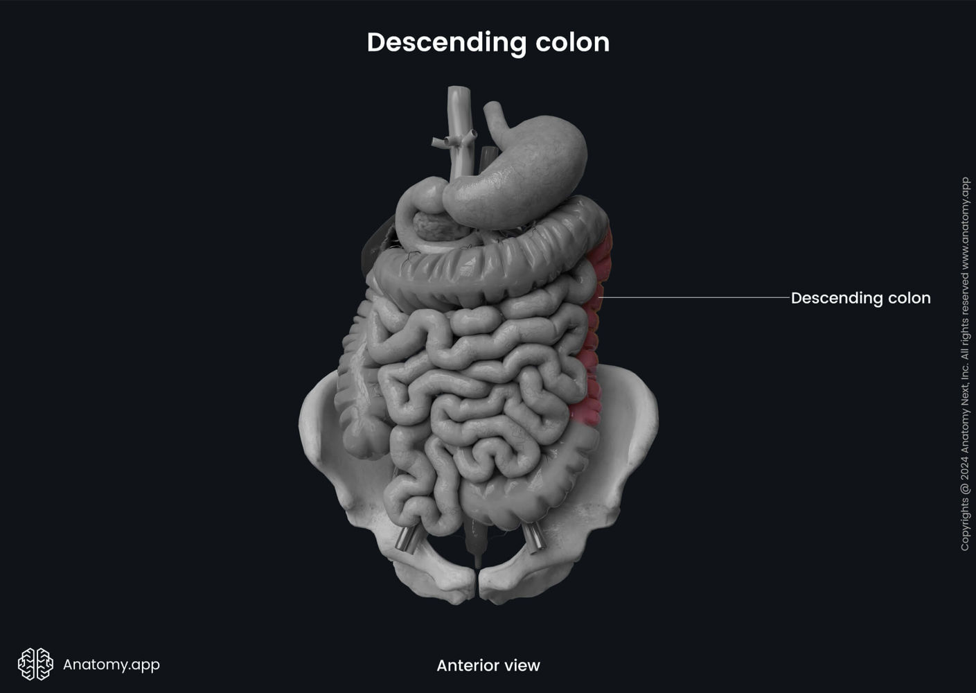 Colon | Anatomy.app