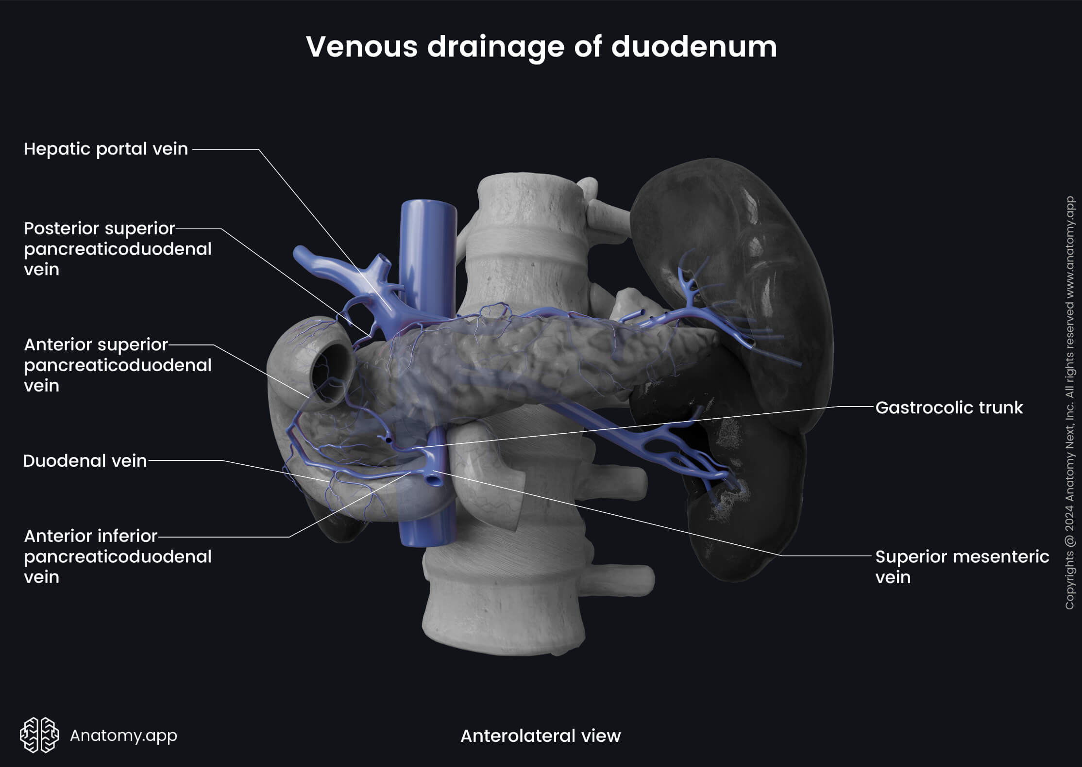 Duodenum | Encyclopedia | Anatomy.app | Learn anatomy | 3D models ...