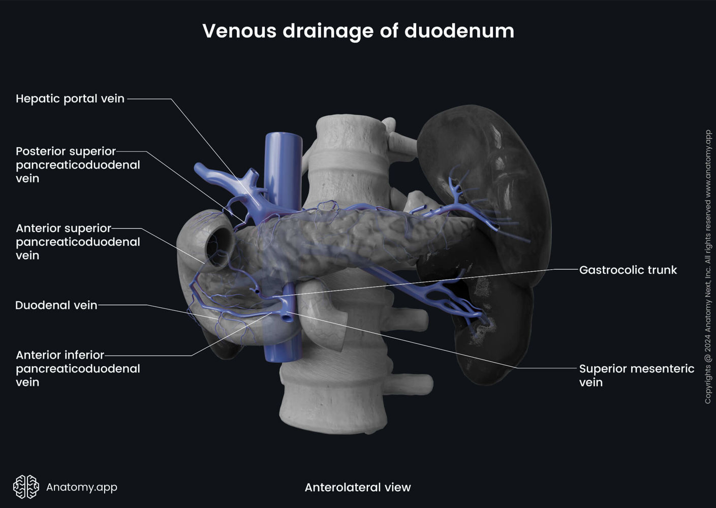 Duodenum | Anatomy.app
