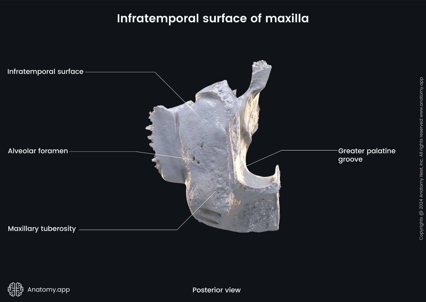 Maxilla | Anatomy.app