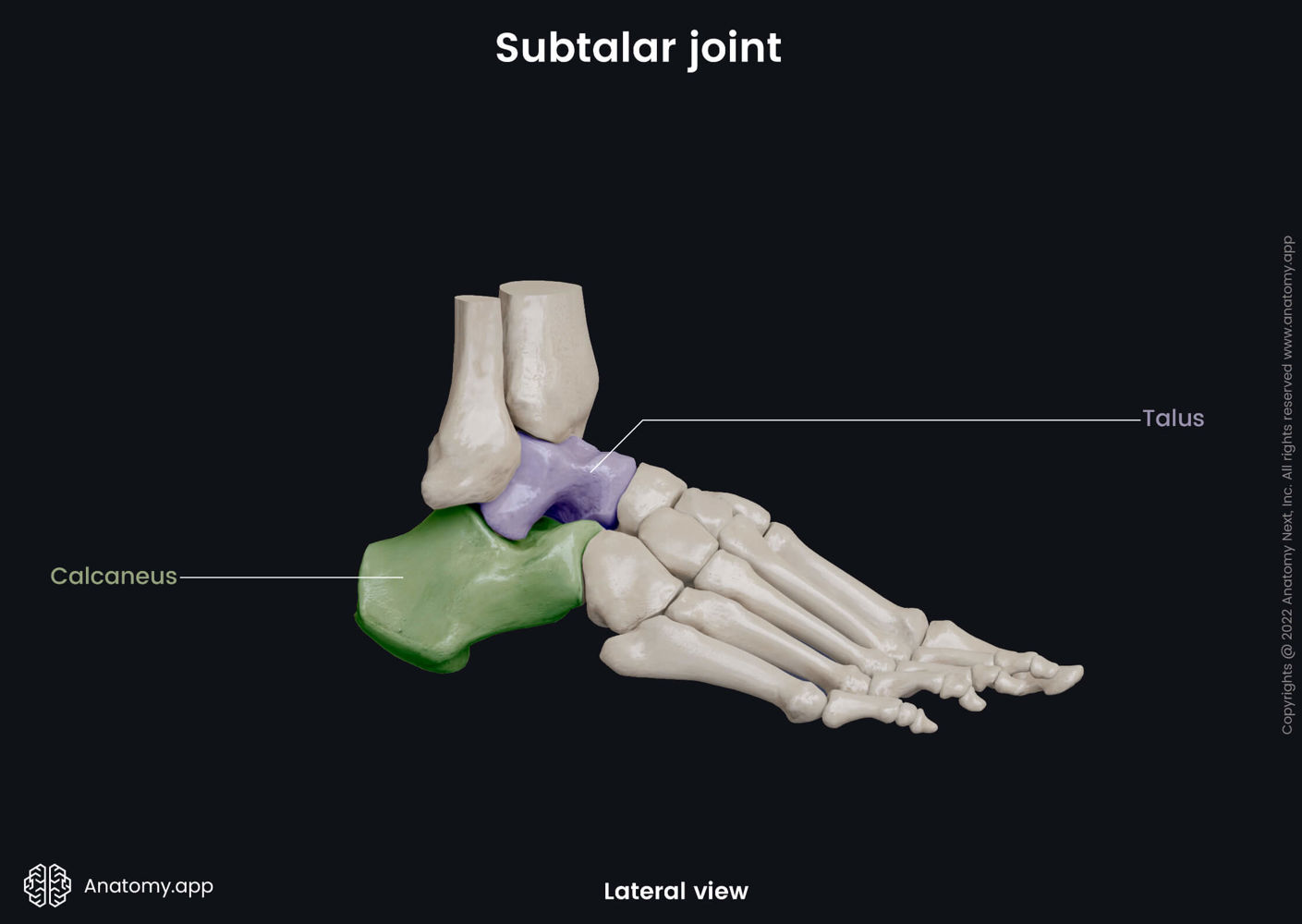 Subtalar joint | Anatomy.app