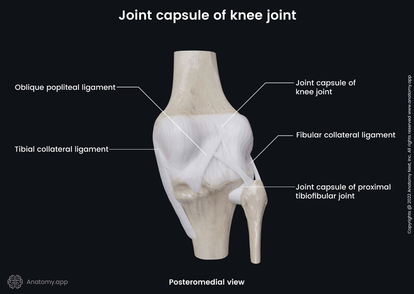 Knee joint | Anatomy.app