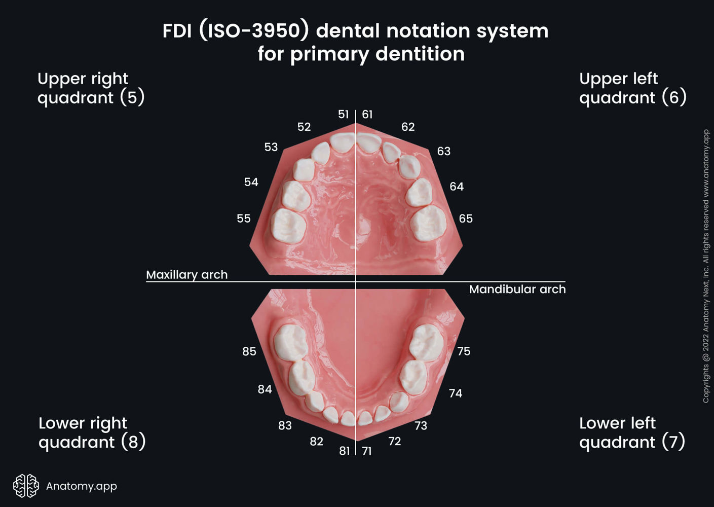 Dental notation systems | Anatomy.app