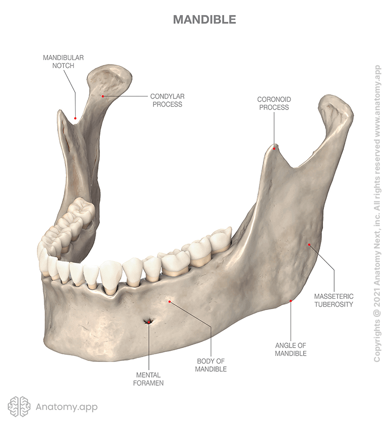 Mandible | Encyclopedia | Anatomy.app | Learn anatomy | 3D models ...