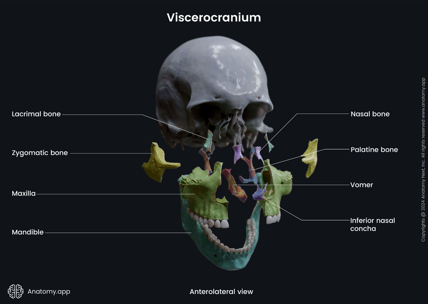 Viscerocranium | Anatomy.app