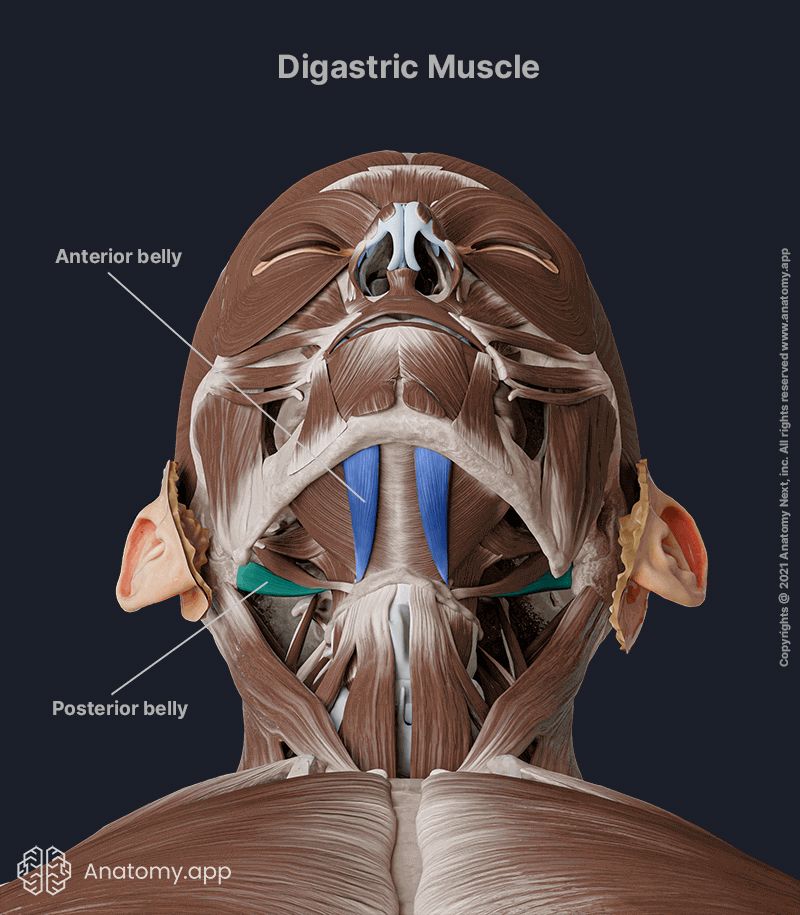 Digastric | Anatomy.app