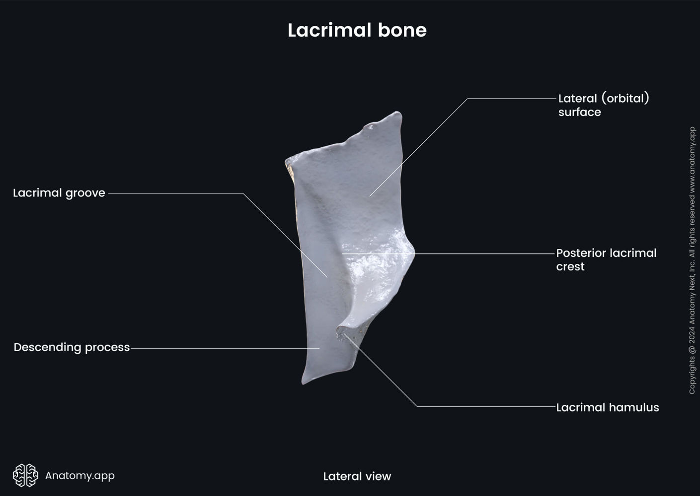 Posterior Lacrimal Crest Is Formed By