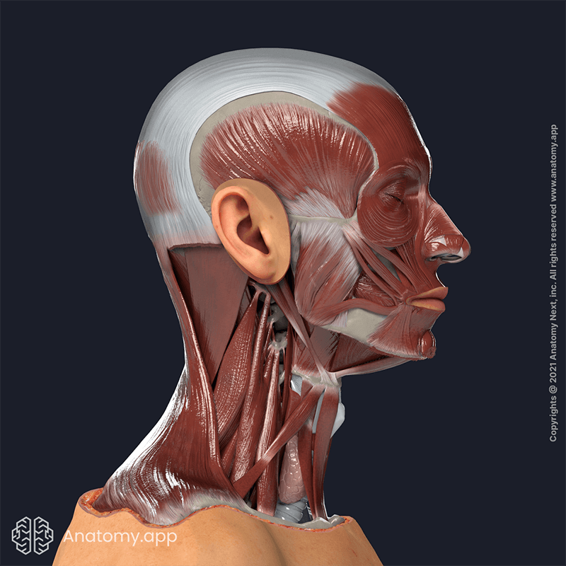 Facial muscles | Encyclopedia | Anatomy.app | Learn anatomy | 3D models ...