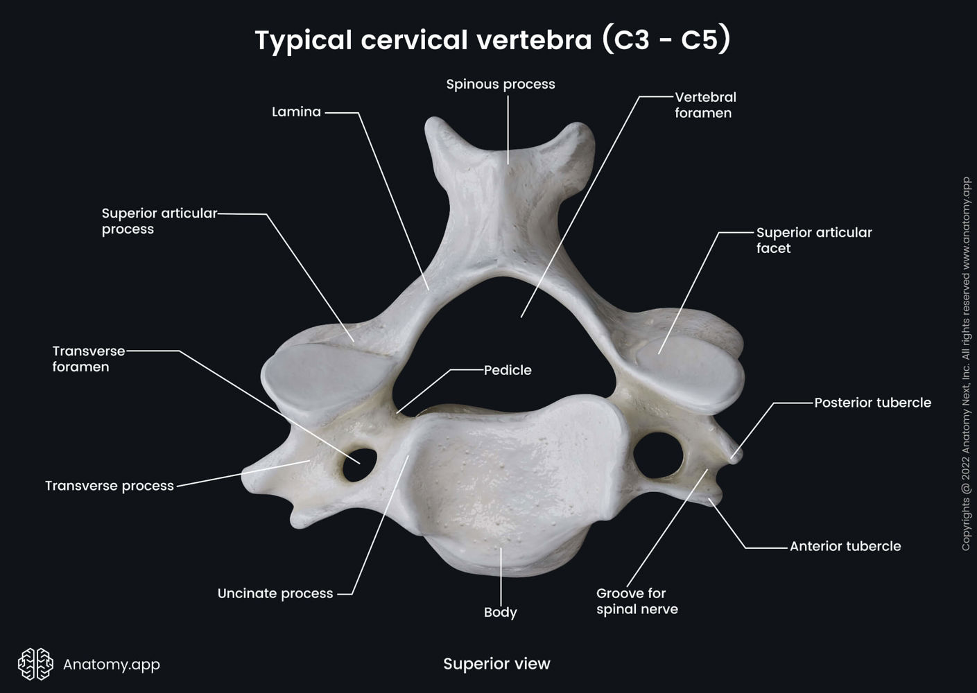 Cervical vertebrae | Anatomy.app