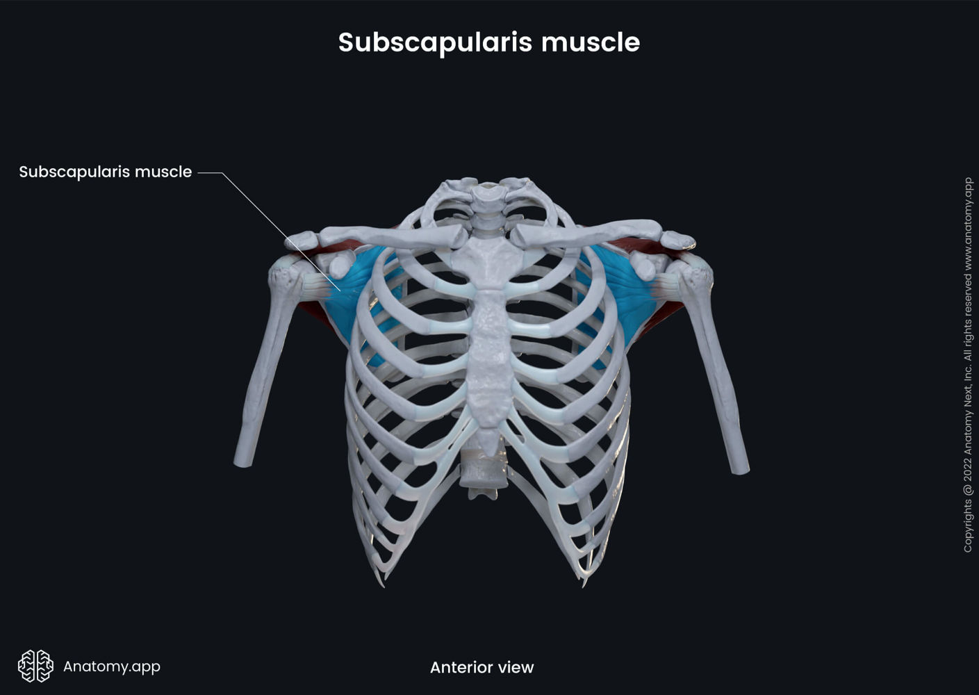 Subscapularis | Anatomy.app