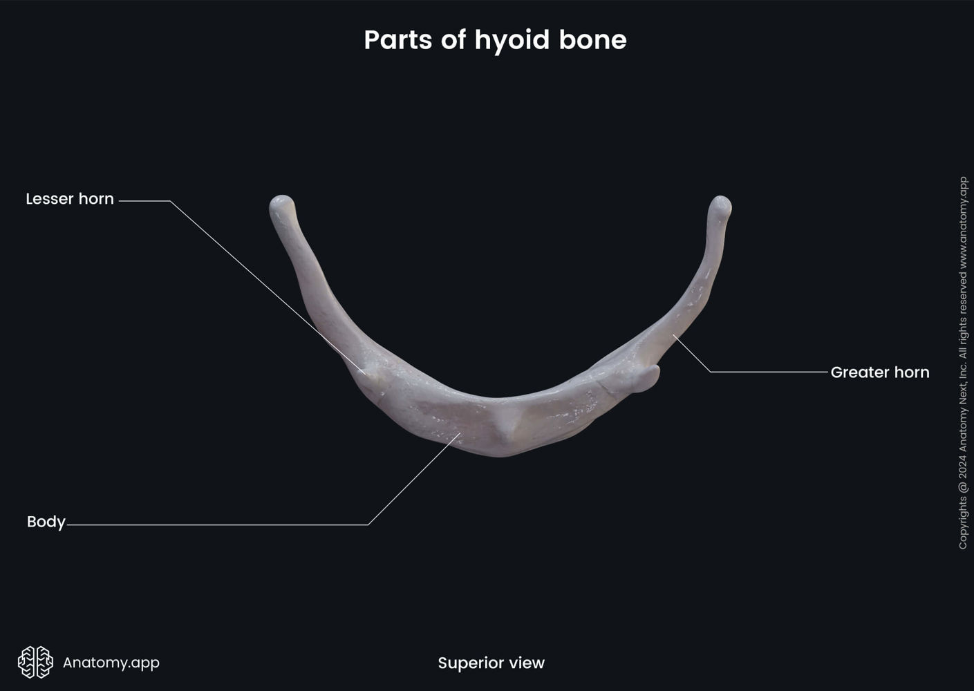 Hyoid bone | Anatomy.app