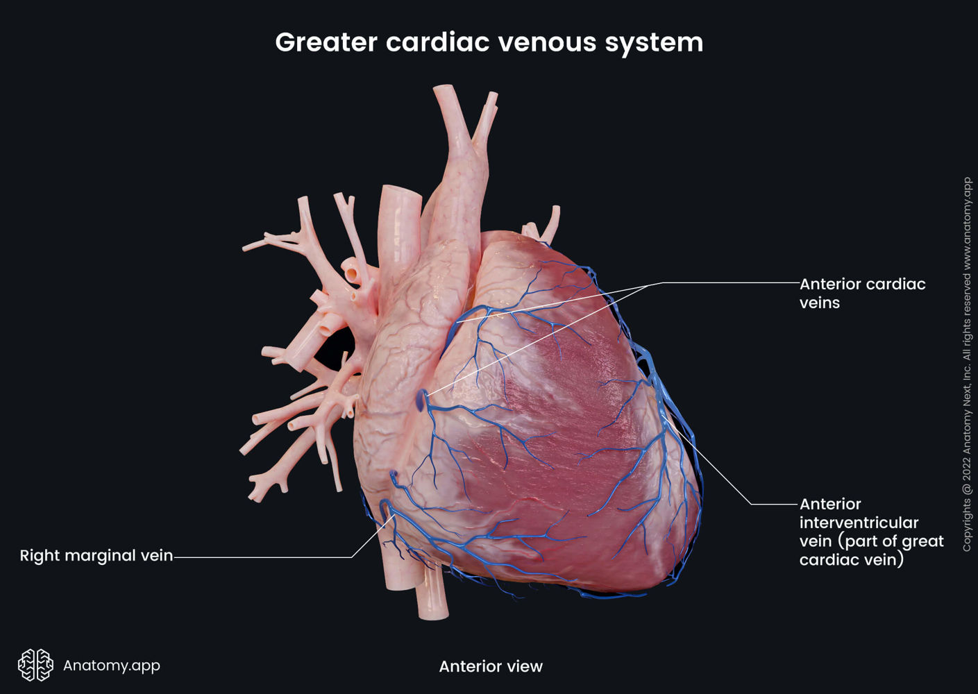 External heart anatomy | Anatomy.app