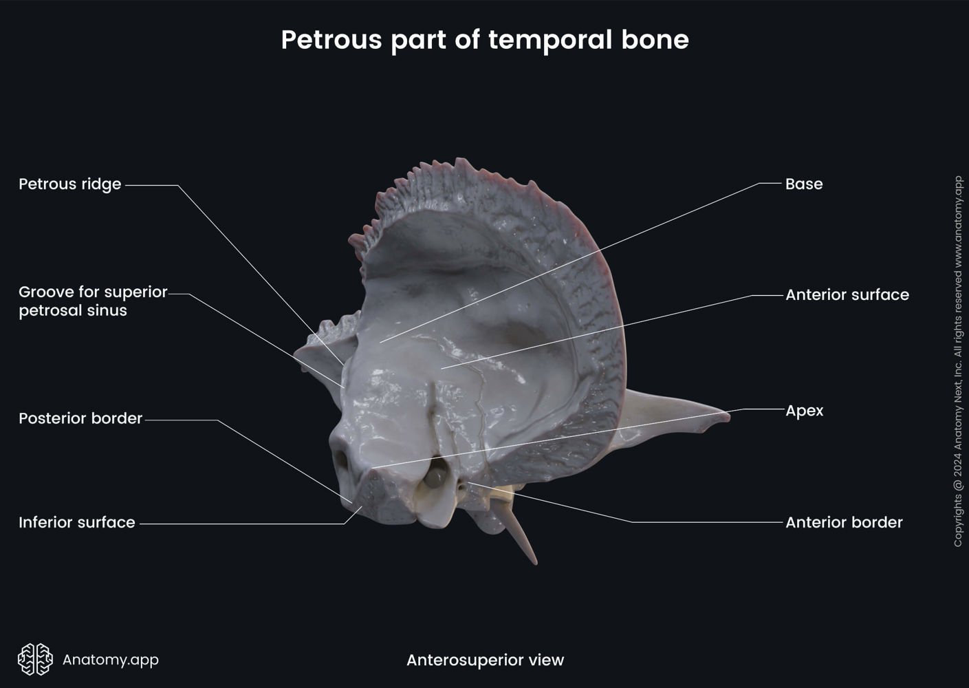 Temporal bone | Anatomy.app