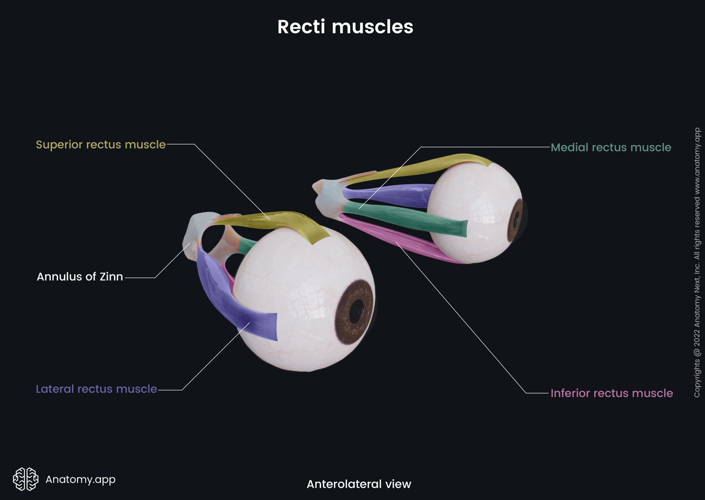 Superior rectus | Anatomy.app