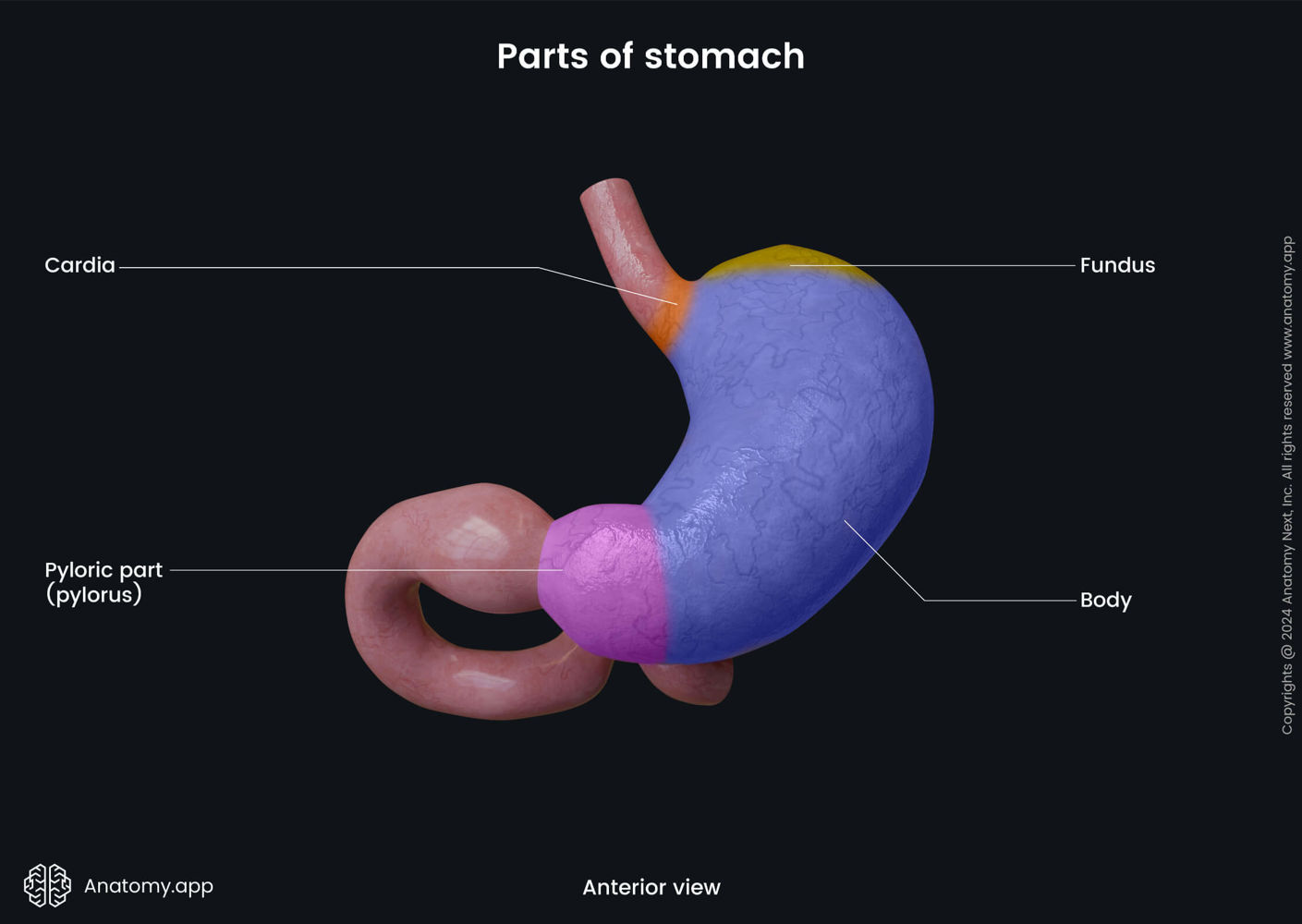 Stomach | Anatomy.app