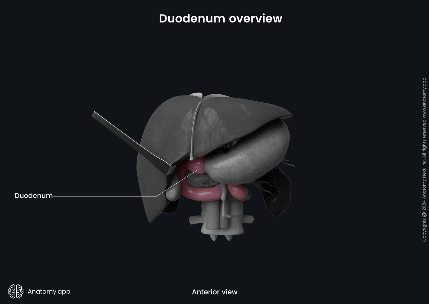 Duodenum | Anatomy.app