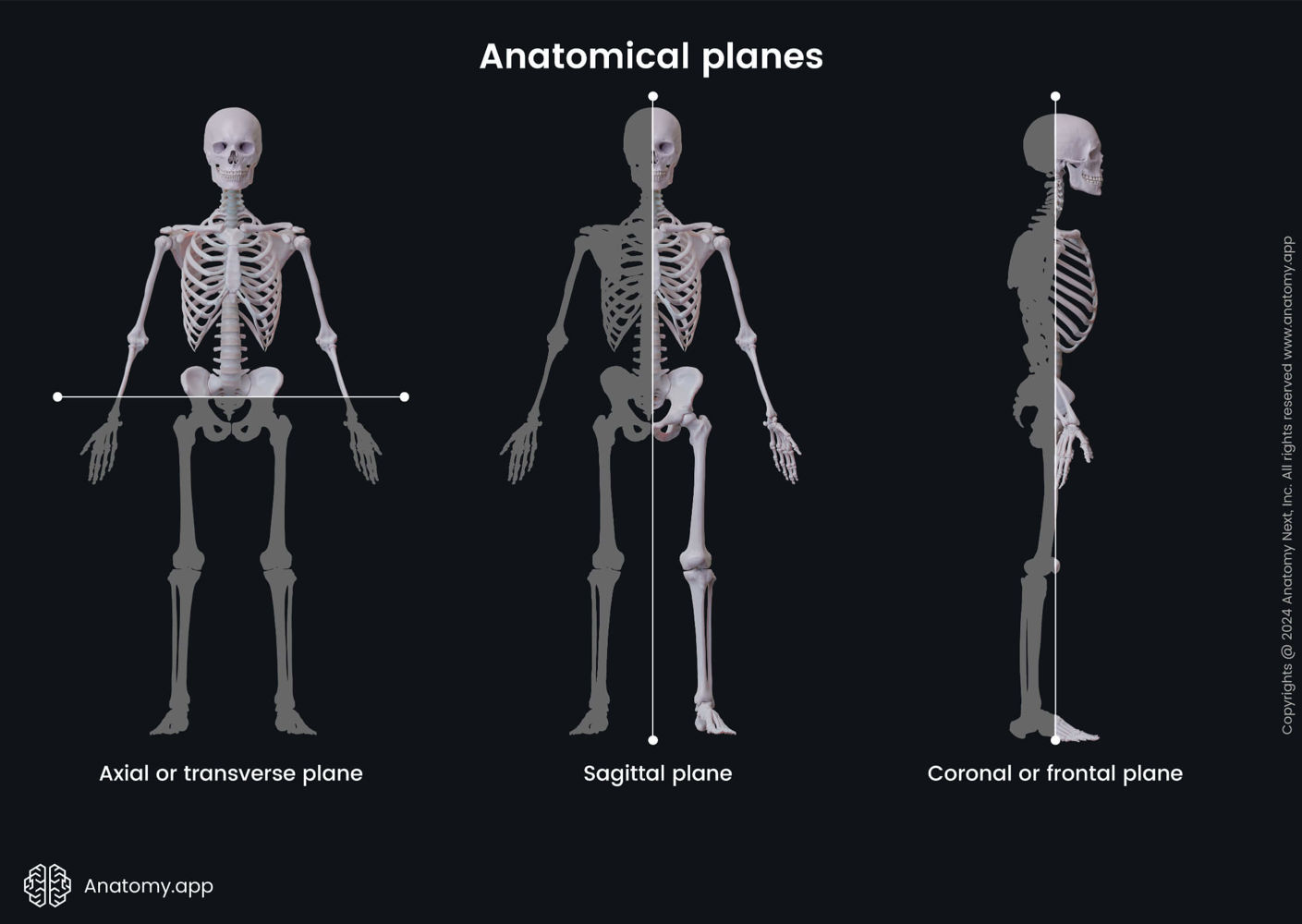Anatomical terminology | Anatomy.app