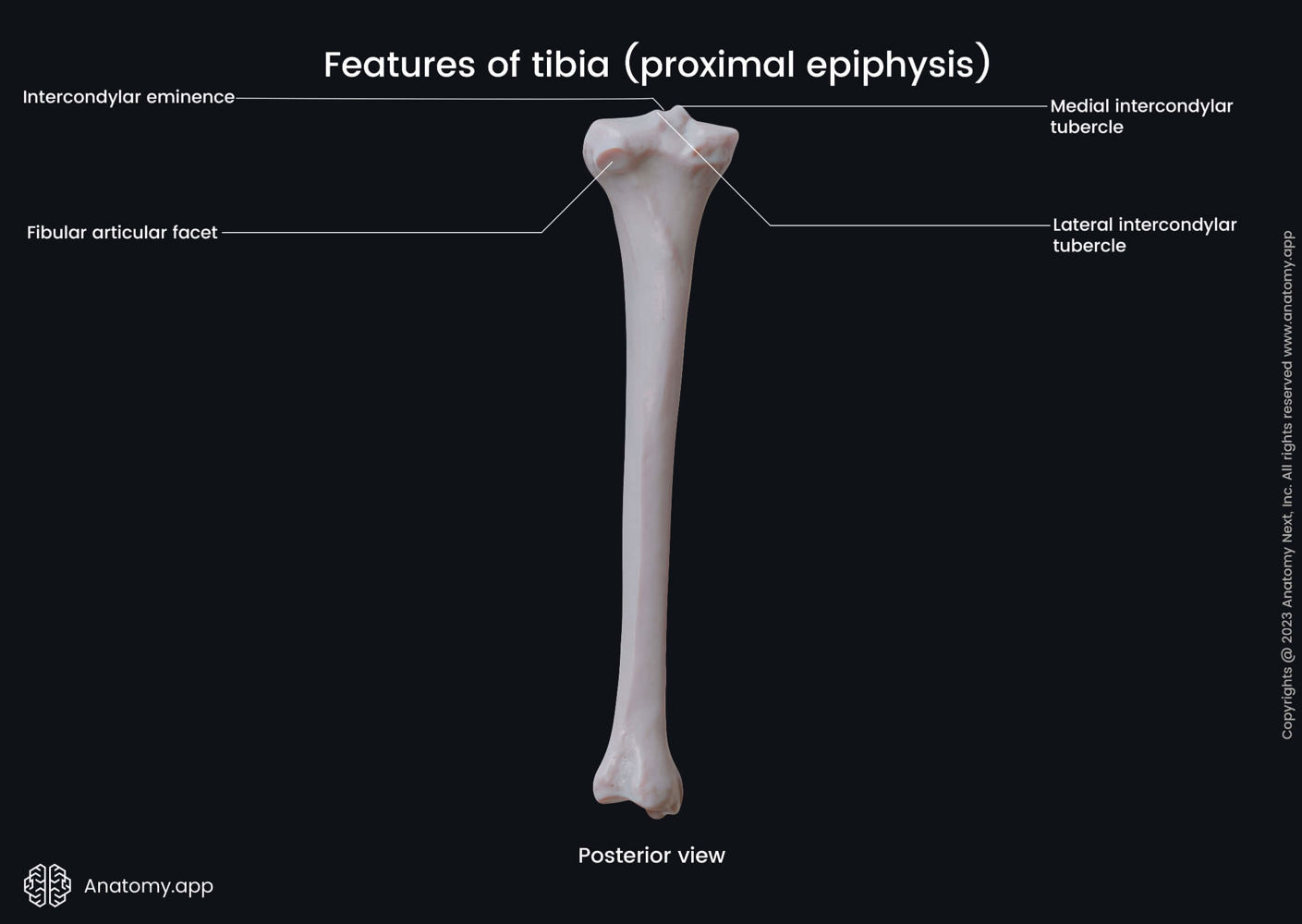 Tibia | Anatomy.app