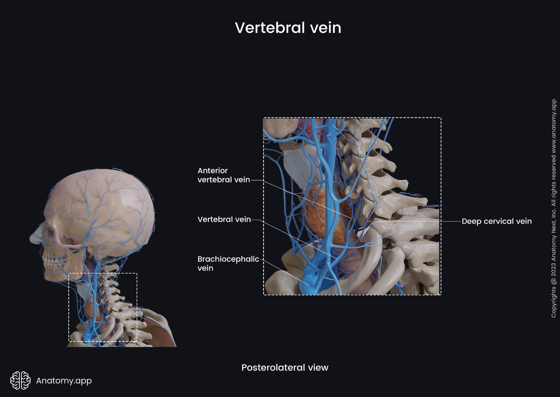 Vertebral vein | Encyclopedia | Anatomy.app | Learn anatomy | 3D models ...
