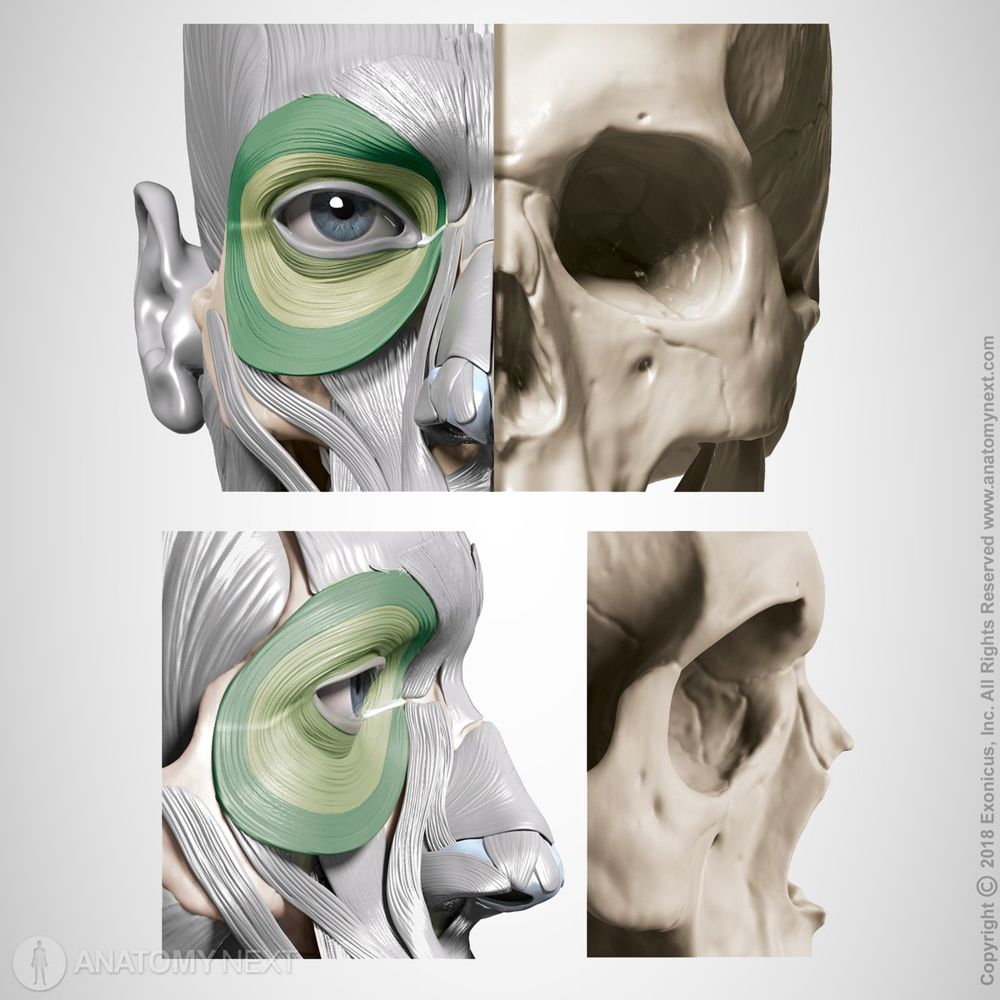Palpebral part of orbicularis oculi | Anatomy.app