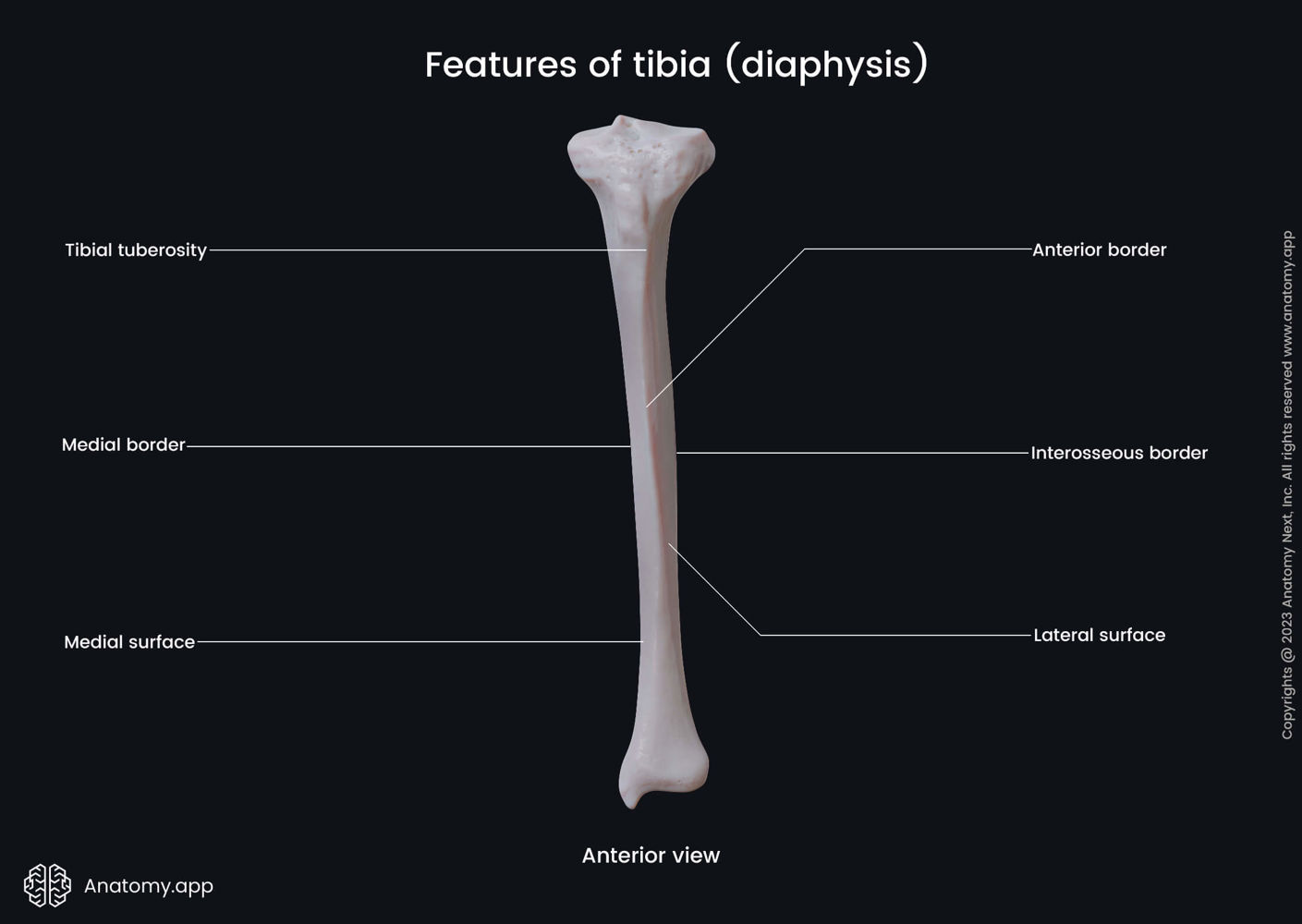 Tibia | Anatomy.app