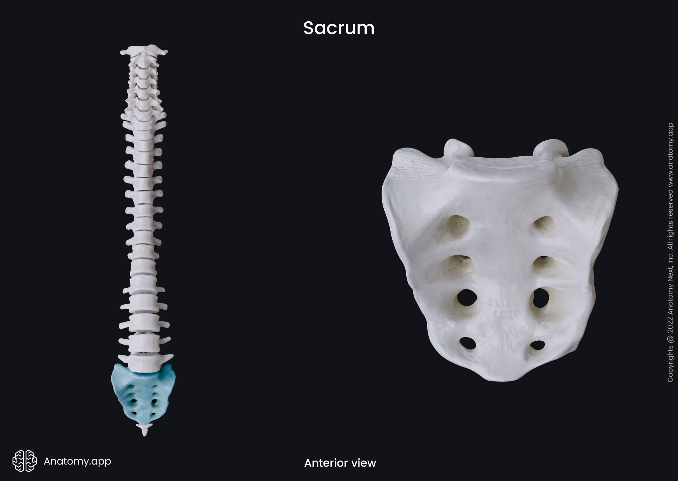 Sacrum | Encyclopedia | Anatomy.app | Learn anatomy | 3D models ...