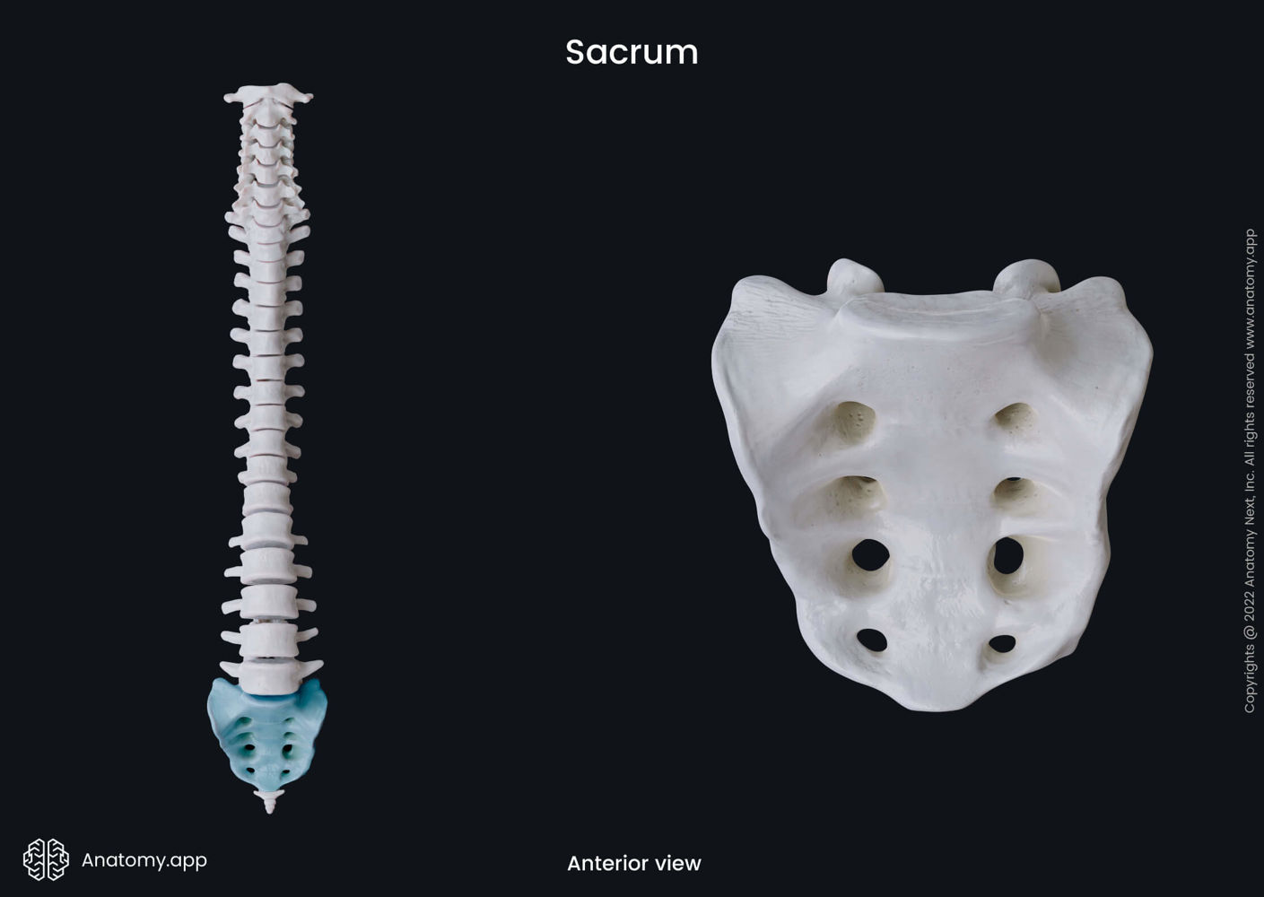 Sacrum | Anatomy.app