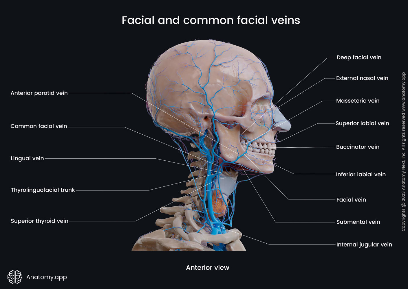 Facial vein | Anatomy.app