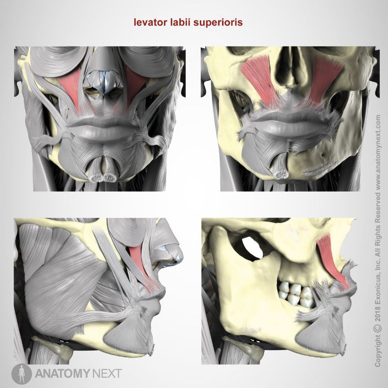 Levator labii superioris | Anatomy.app