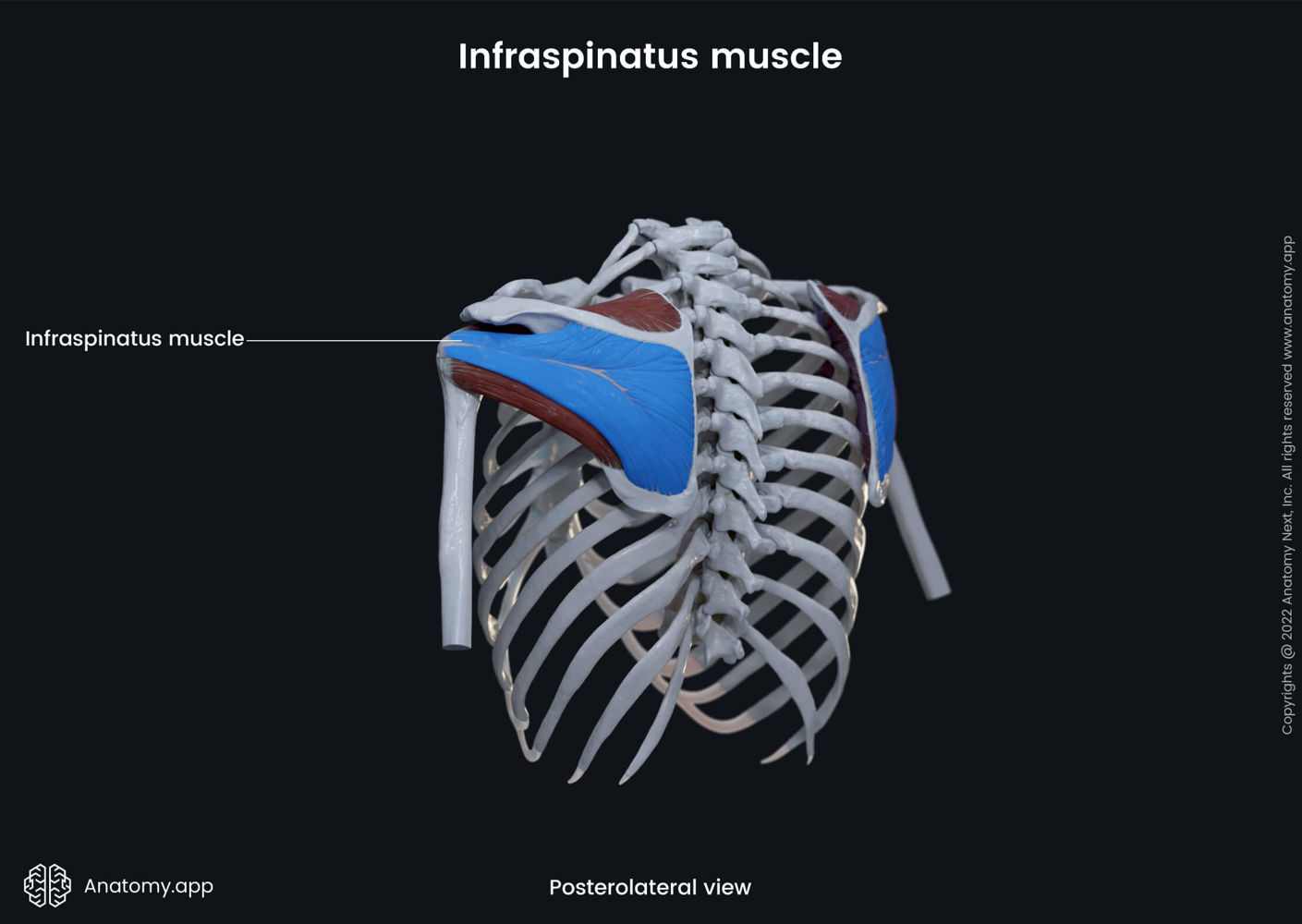 Rotator cuff | Anatomy.app