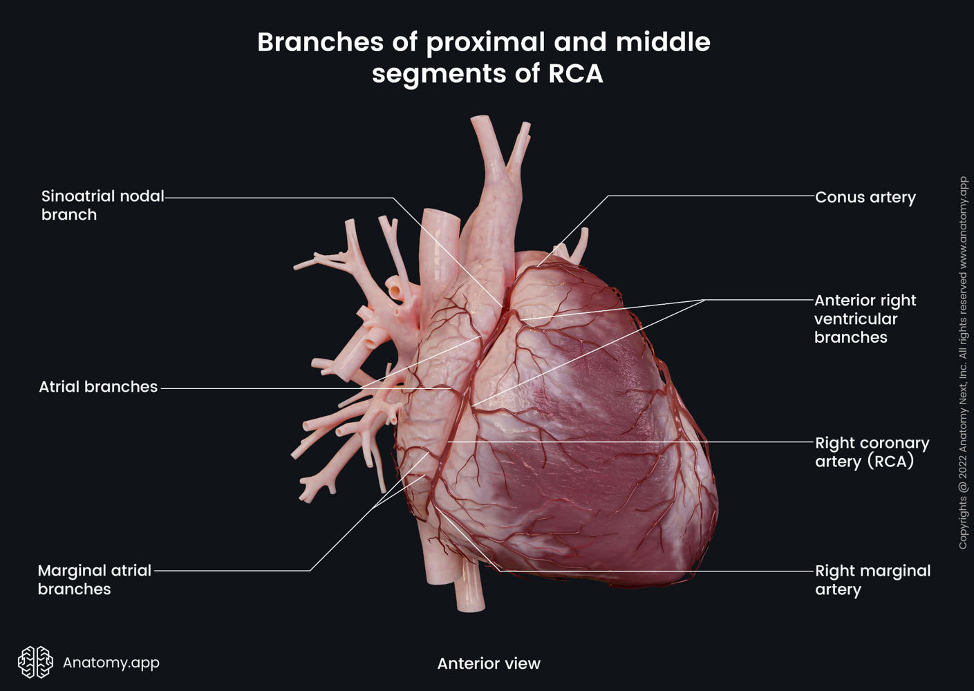 External Heart Anatomy Anatomy app