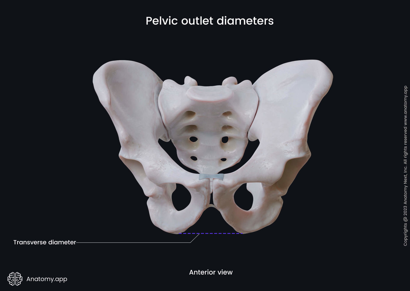 Pelvis | Anatomy.app