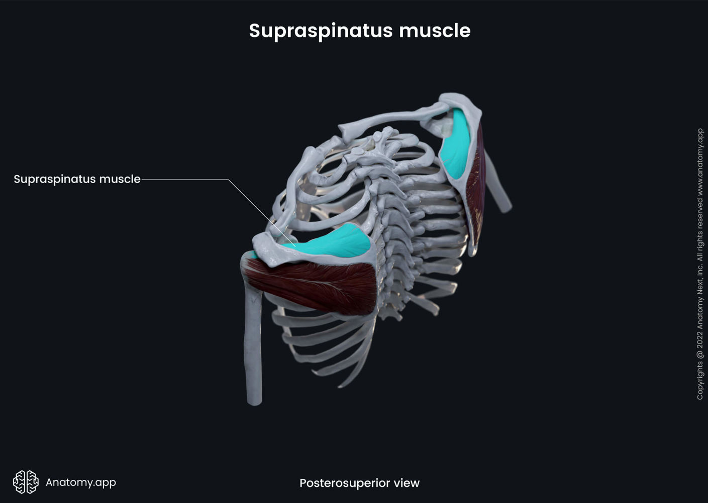 Supraspinatus | Anatomy.app