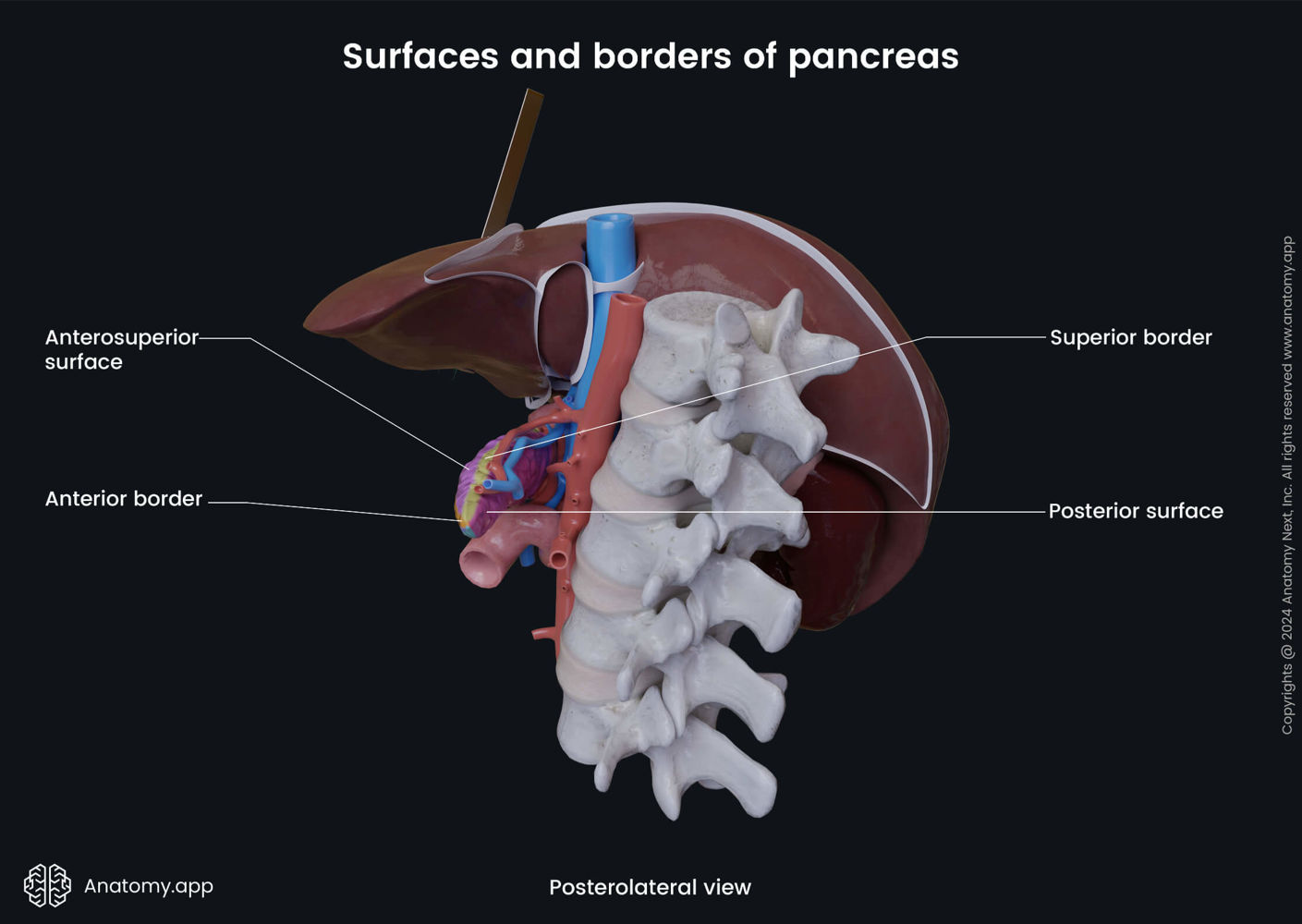 Pancreas | Anatomy.app
