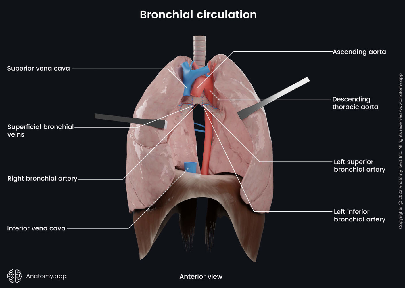 Lungs | Anatomy.app