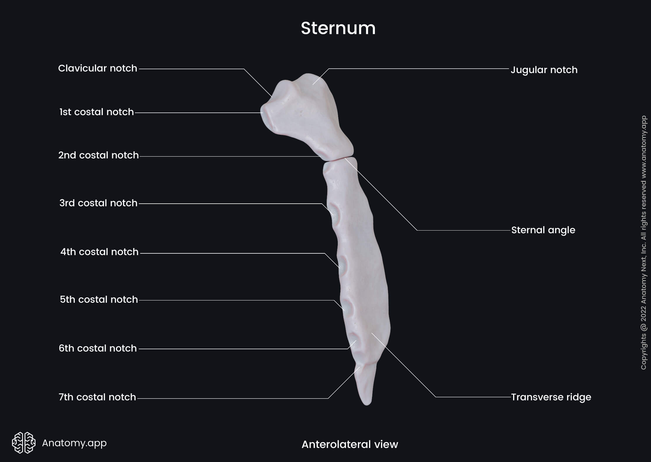 Sternum | Encyclopedia | Anatomy.app | Learn anatomy | 3D models ...
