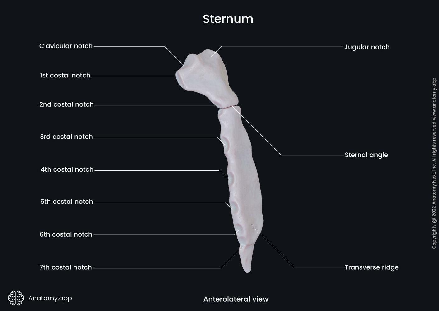 Sternum | Anatomy.app