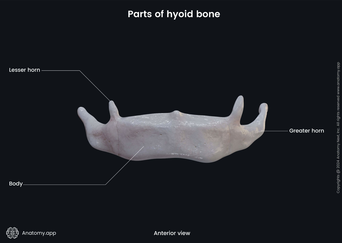 Hyoid bone | Anatomy.app