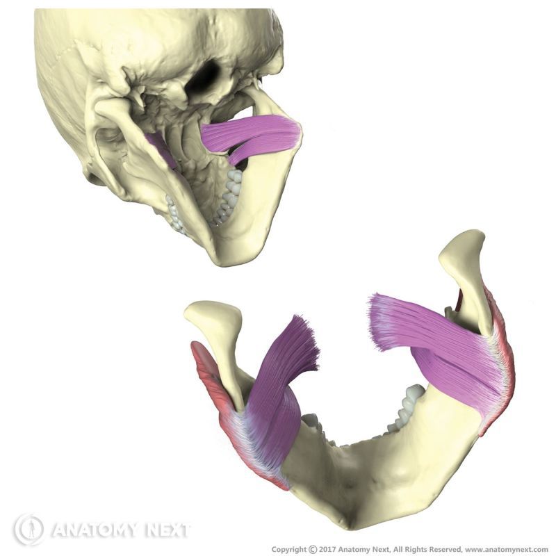 Medial pterygoid | Anatomy.app