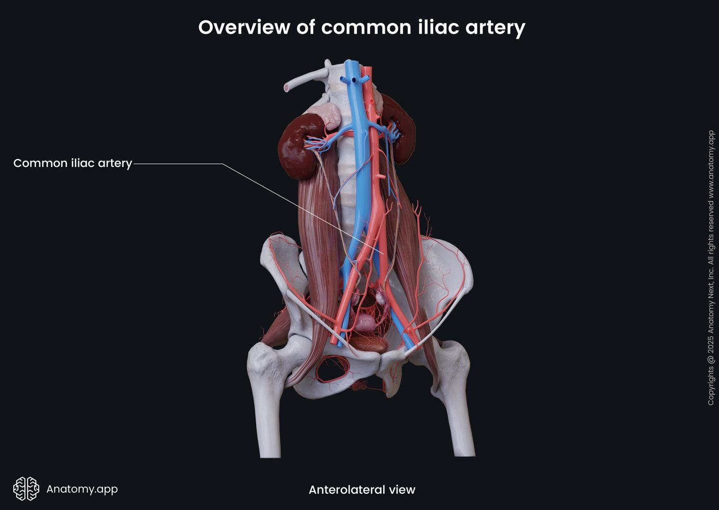 Common iliac artery | Anatomy.app
