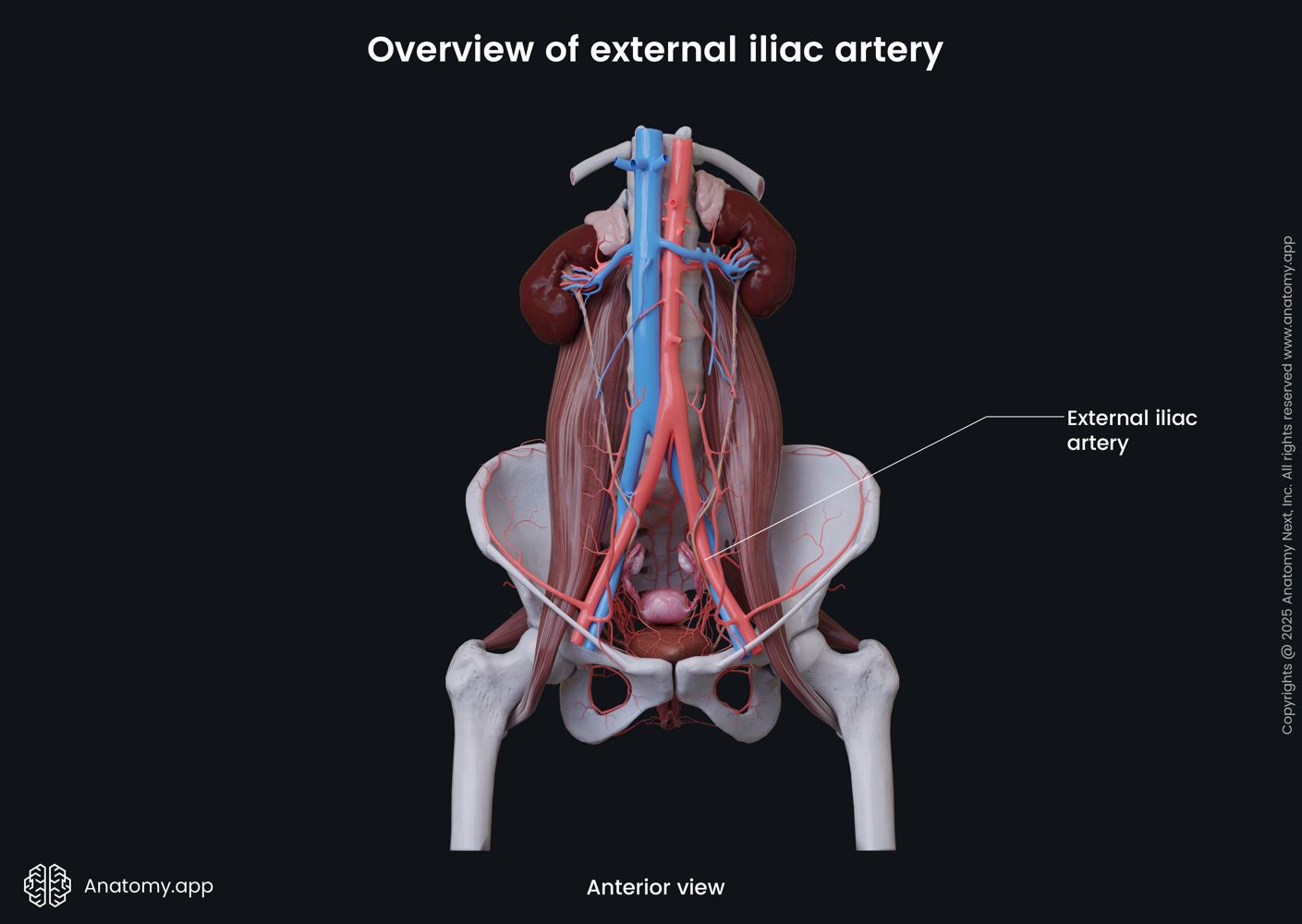 External iliac artery | Anatomy.app