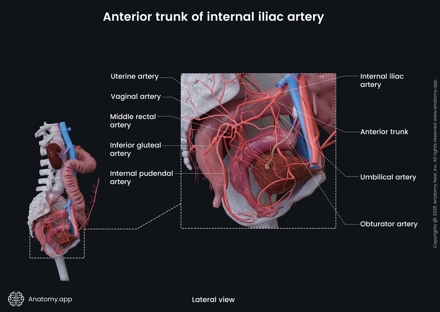 Hypogastric Artery Anatomy